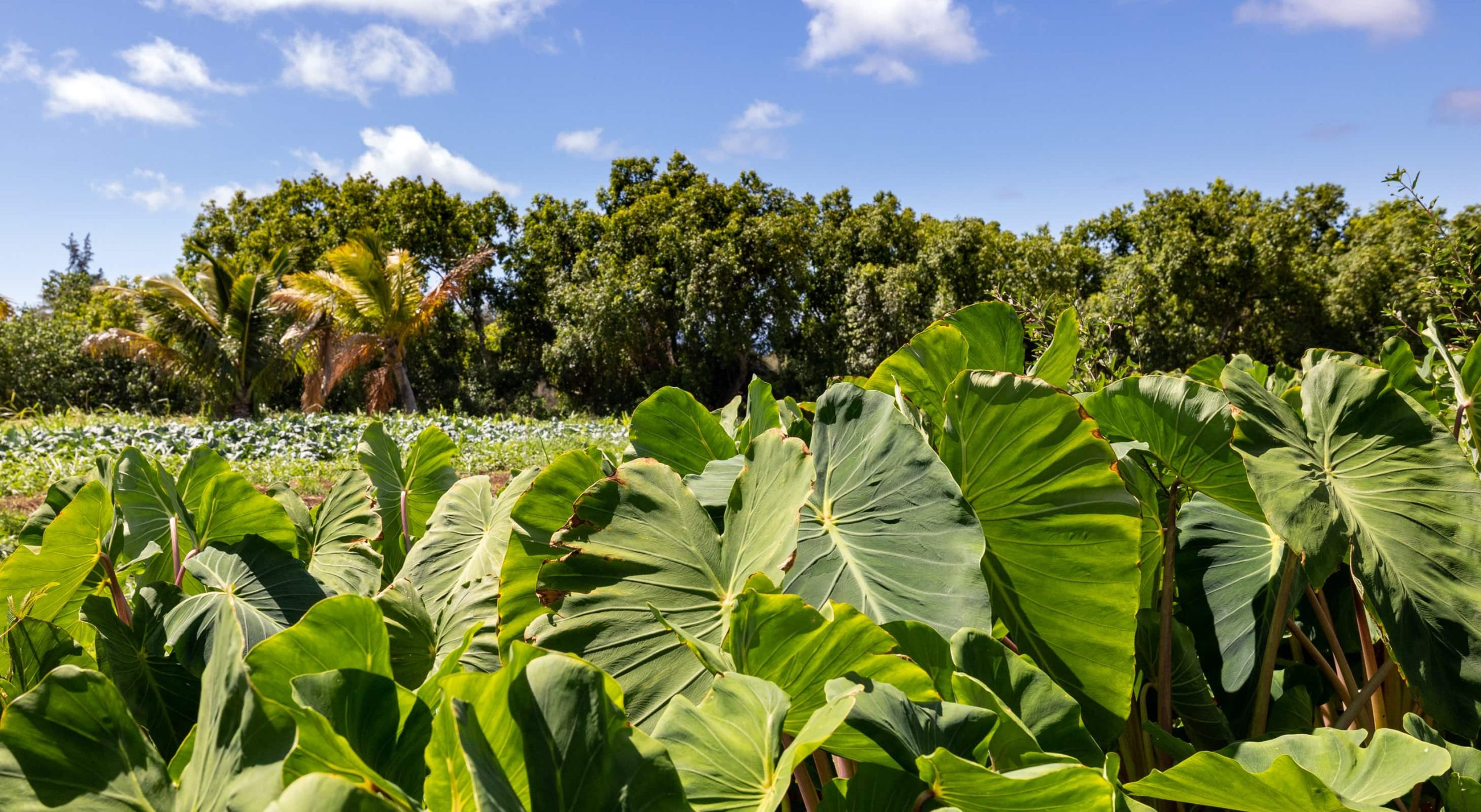 HIP Agriculture – Support Local Hawaii